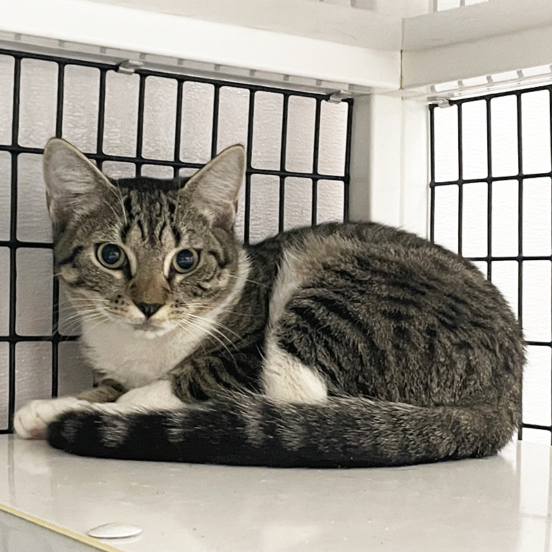 Adopt a Cat - Quincy Animal Shelter