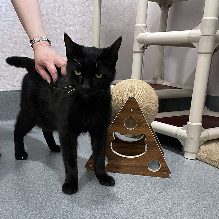 Adopt a Cat - Quincy Animal Shelter