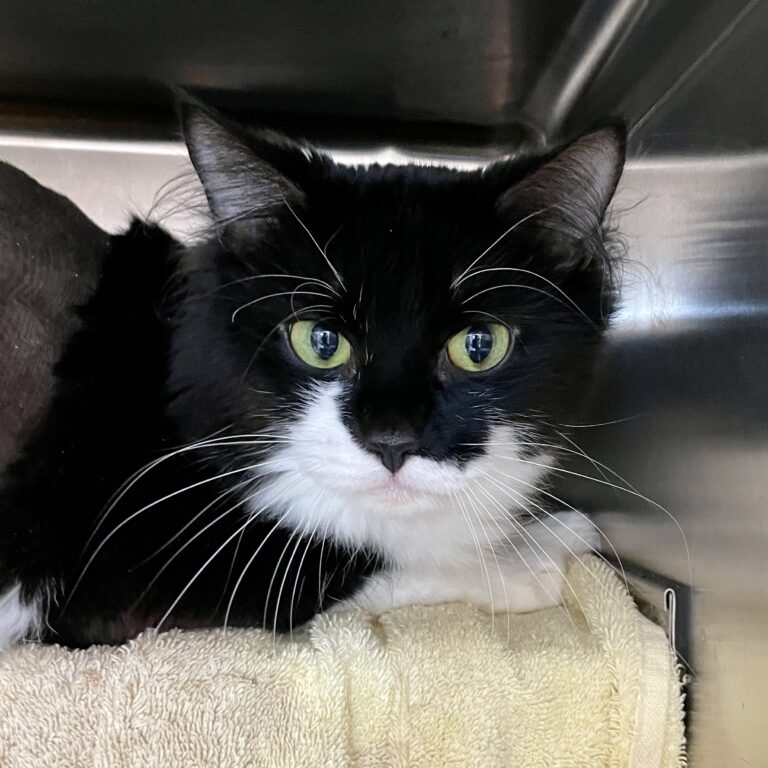 Adopt a Cat - Quincy Animal Shelter